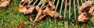 Gardener Job Description (Skills, Duties and Career) | Jobted Australia